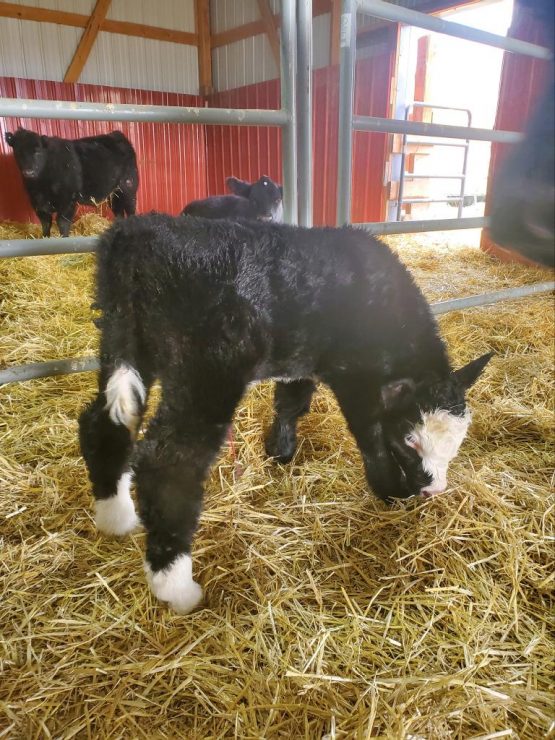 From Ace Hancock :: 4hr old heifer sired by ICON | Lautner Farms