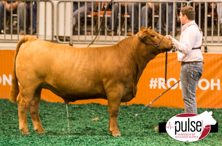 Red Angus Show Cattle