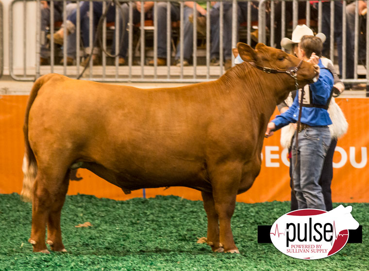 Red Angus Show Cattle