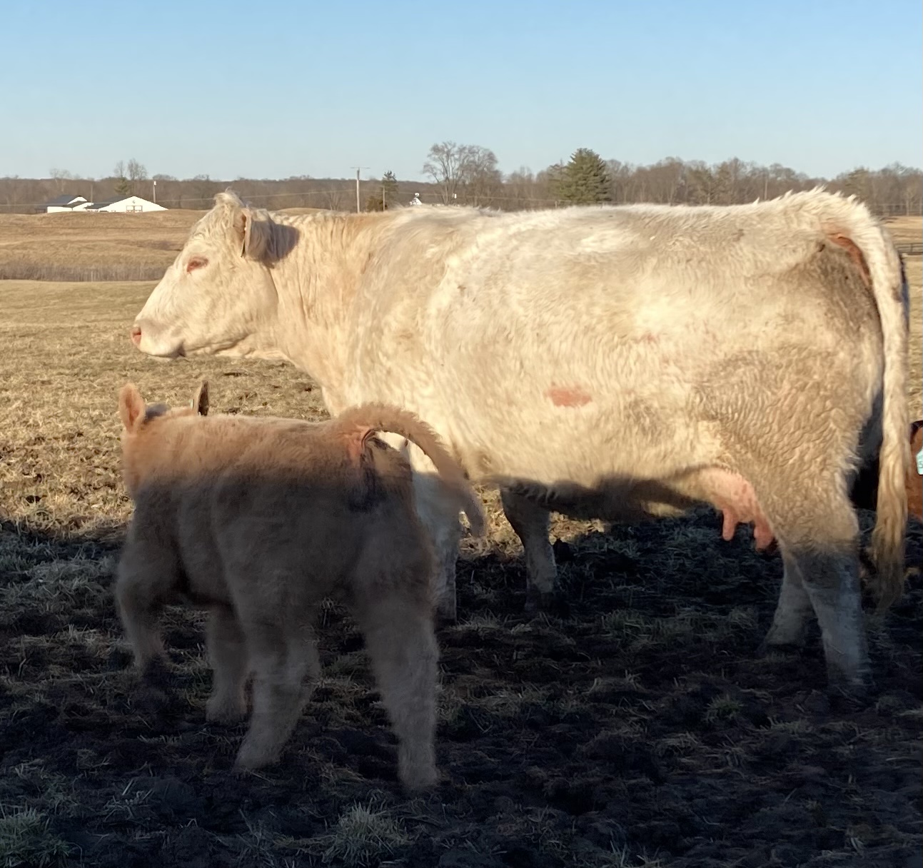 From Hatfield cattle : Red Rocky calf reports | Lautner Farms