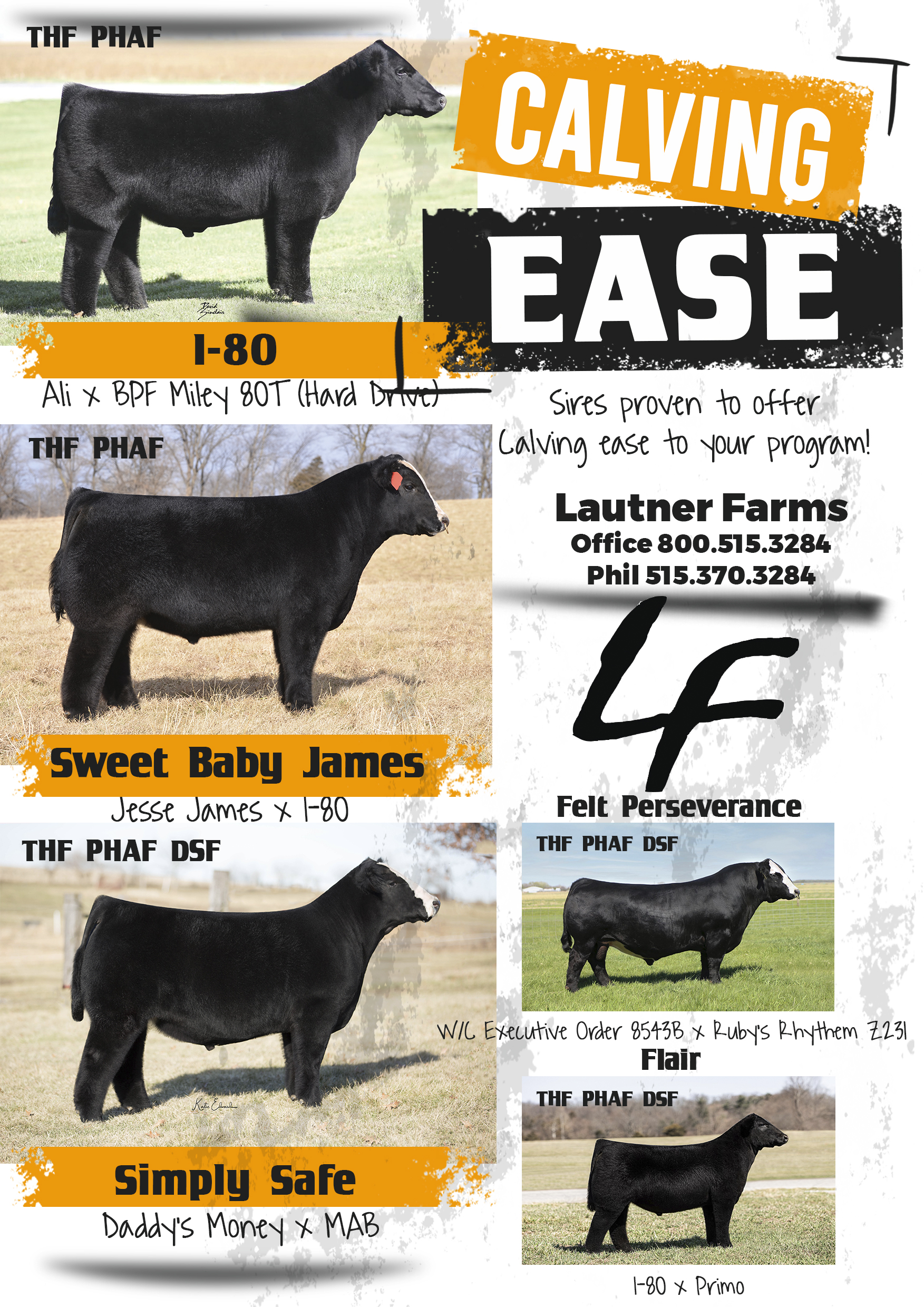 Lautner Farms :: Calving Ease Sires :: 800.515.3284 | Lautner Farms