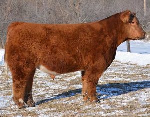 Sires | Lautner Farms