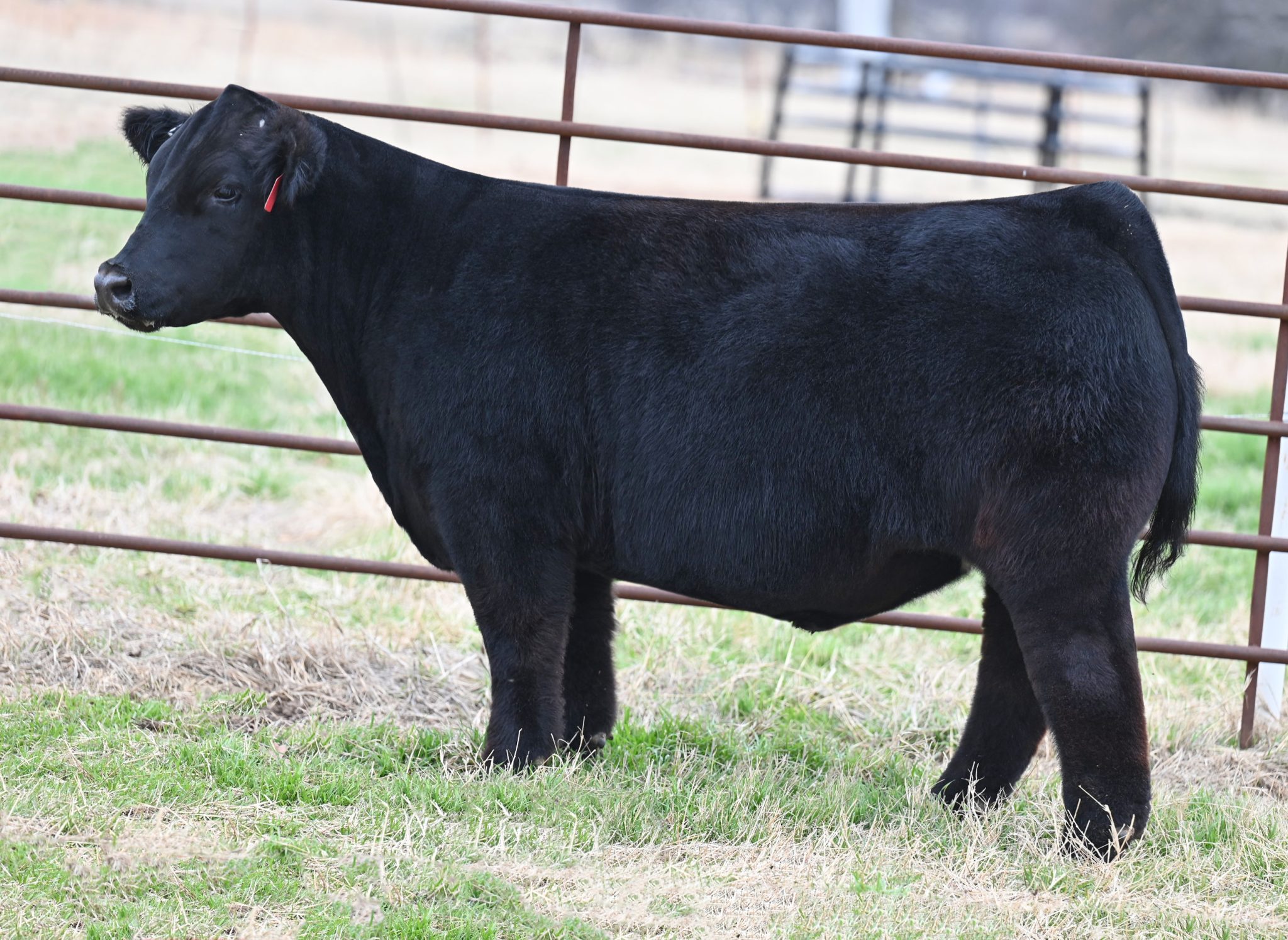 Center Stage | Lautner Farms