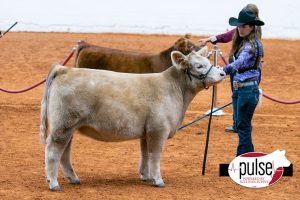 Fort Worth Stock Show Braunvieh % Open Heifers Champion sired by Red ...