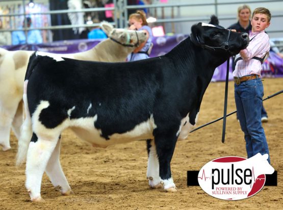Show Steer Fiesta | Paint Cross Steers | Lautner Farms