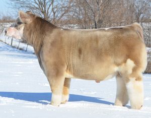 Sires | Lautner Farms