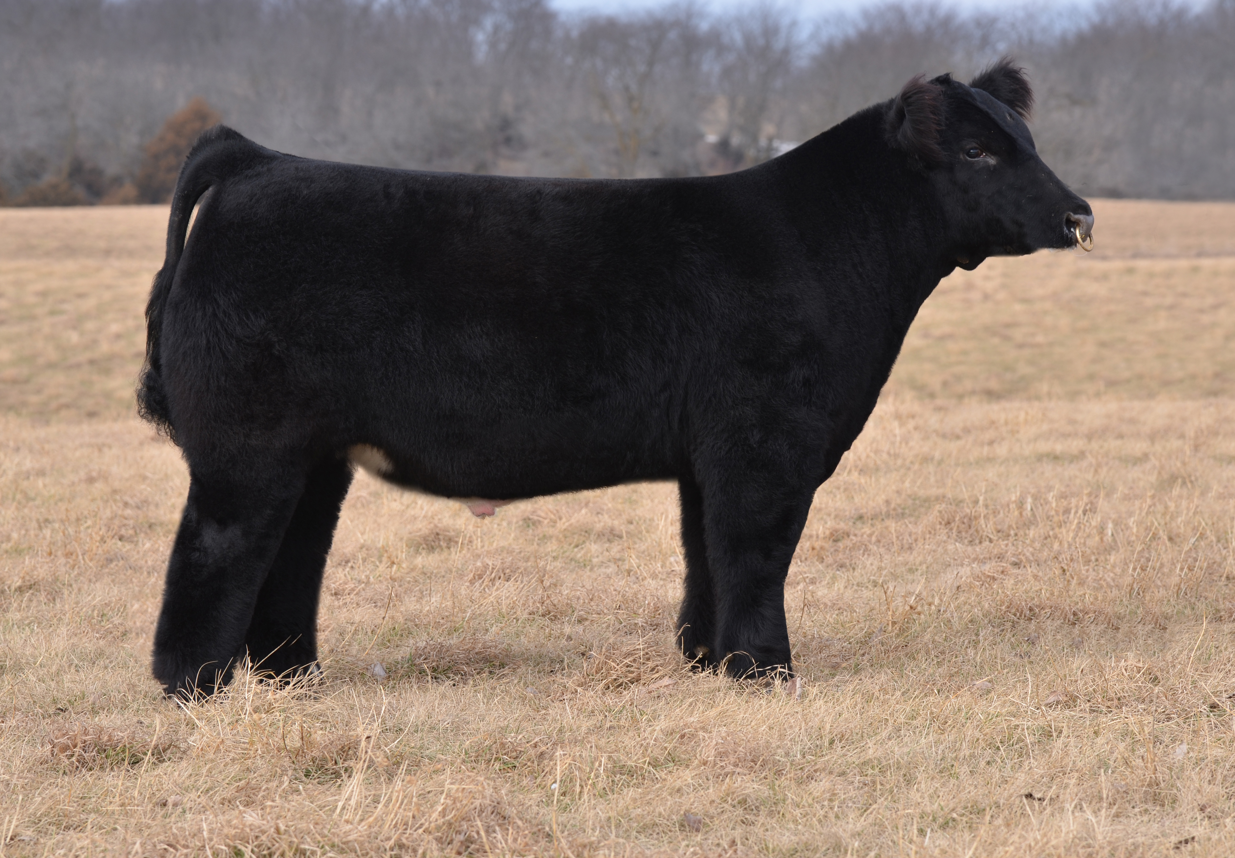 LIKE NO OTHER Lautner Farms like-no-other-lautner-farms