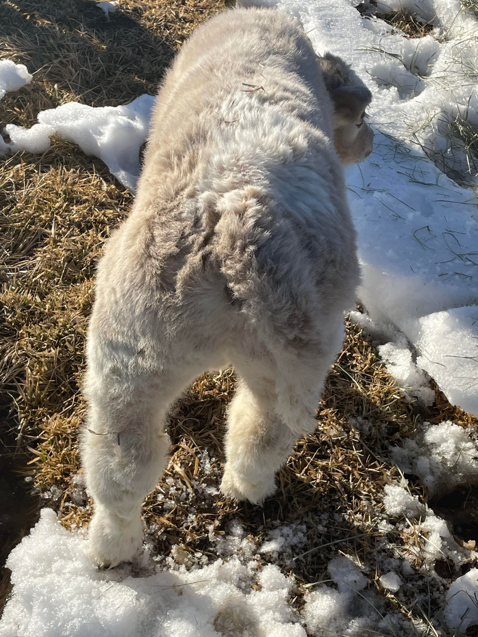 From Devin Kohls calf sired by Red Rocky x Troubadour :: Red Rocky ...