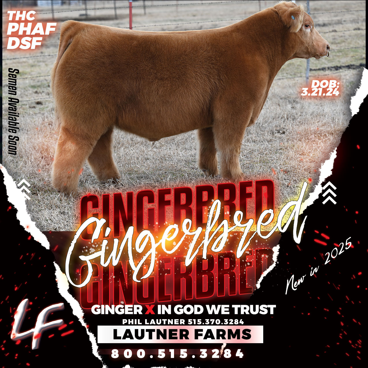 GINGERBRED New for 2025 – Ginger x IGWT – We encourage you to go to ...