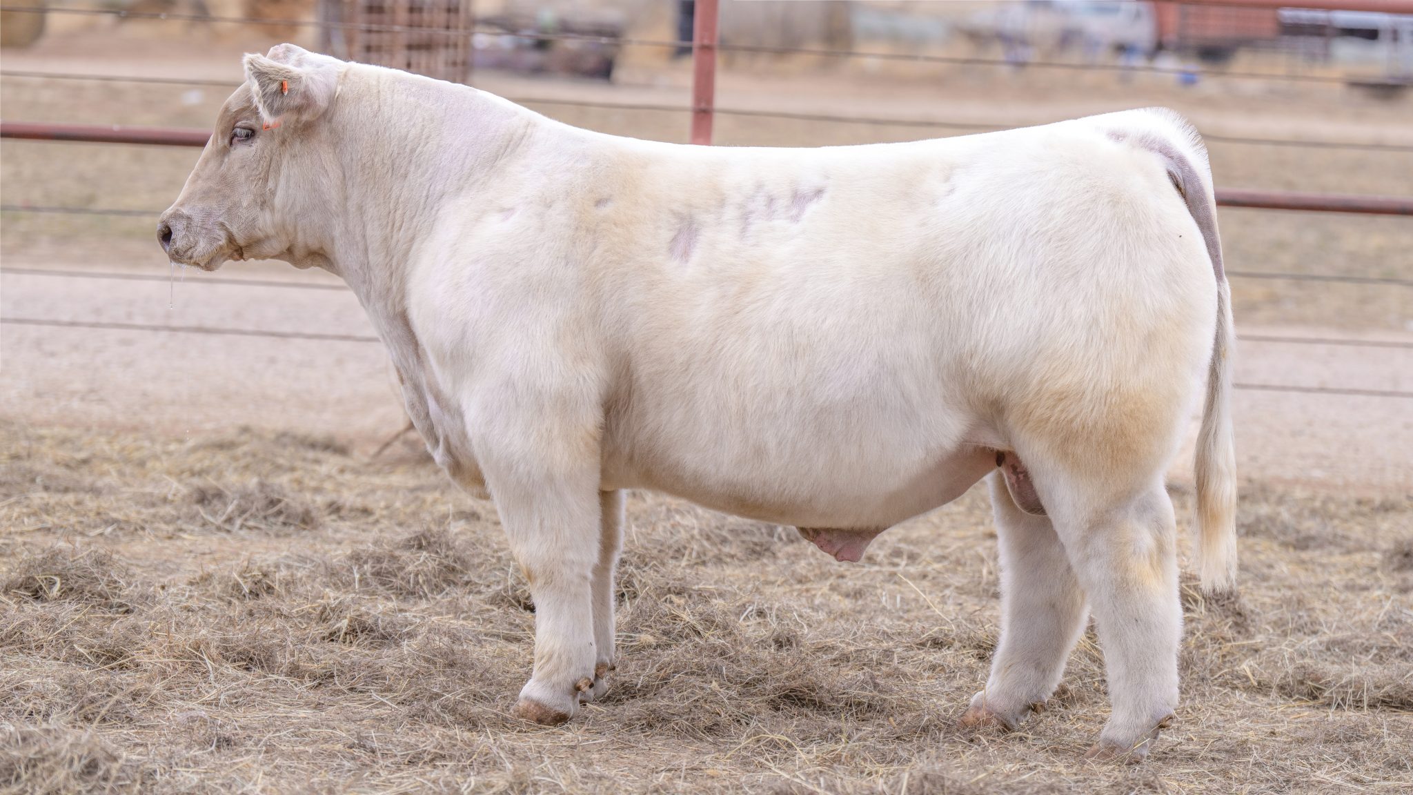 Kaboose | Lautner Farms