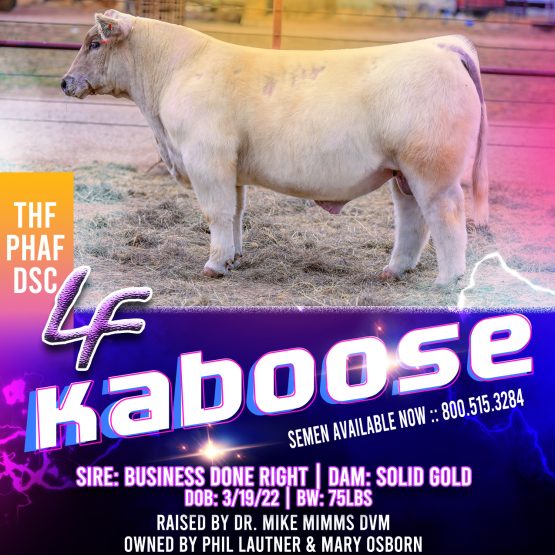Kaboose New for 2023 :: Semen Available Now :: 800.515.3284 | Lautner Farms
