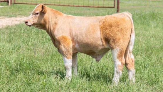 4/11/23 MOORE CATTLE COMPANY STEERBIDDER.COM | Lautner Farms