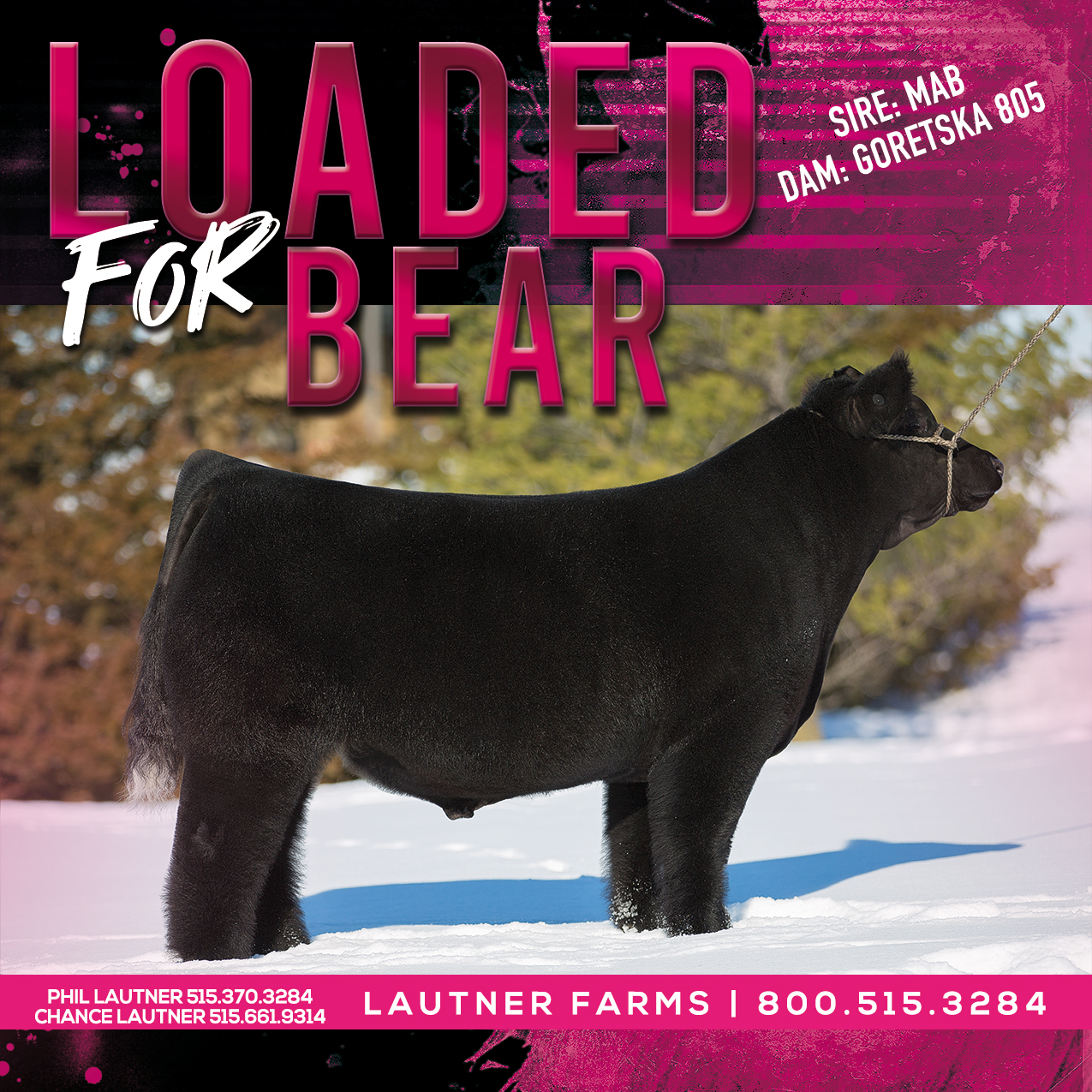 Loaded For Bear :: 800.515.3284 | Lautner Farms