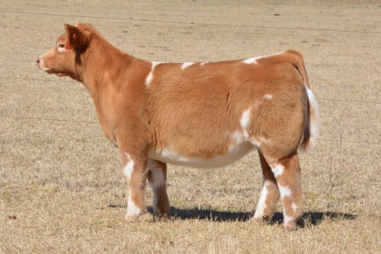 MONDAY, APRIL 4, 2022 on SC Online Sales – SAMSEL CATTLE CO FALLBORN ...