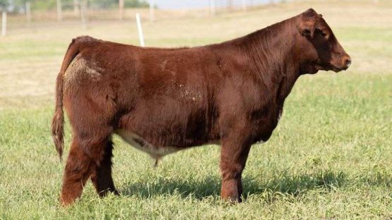 9/18/23 DORIS CATTLE SteerBidder.Com | Lautner Farms