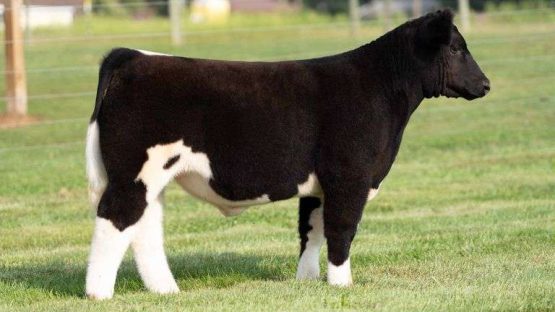 9/11/22 HOOBLER SHOW CATTLE Steerbidder.com | Lautner Farms