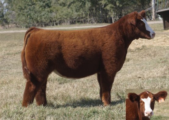 SUNDAY, OCTOBER 16, 2022 on SC Online Sales – SKOGLUND SHOW CATTLE ...