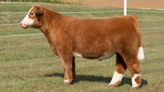 10/22/22 HERR SHOW CATTLE on Steerbidder.com | Lautner Farms