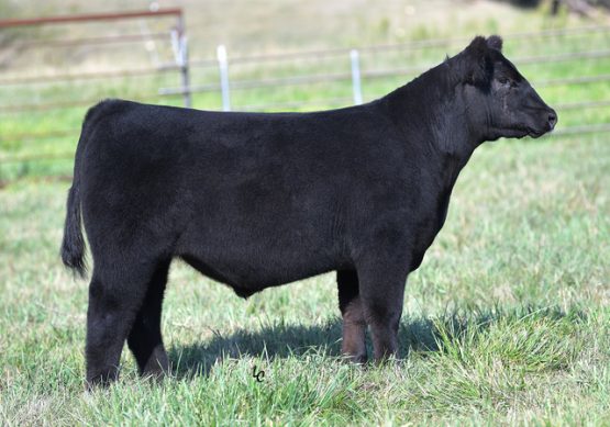 SUNDAY, SEPTEMBER 18, 2022 on SC Online Sales- BEHMER SHOW CATTLE ...