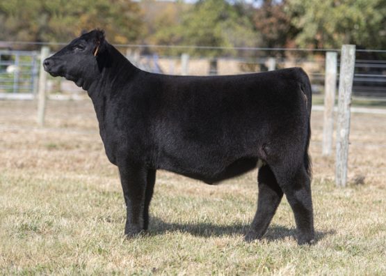 MONDAY, OCTOBER 31, 2022 on SC Online Sales- FENNIG SHOW CATTLE -SHOW ...