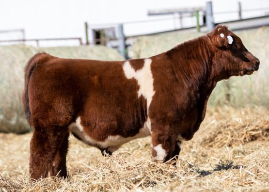 WEDNESDAY, NOVEMBER 2, 2022 on SC Online Sales – CLIFFORD RANCH SHOW ...