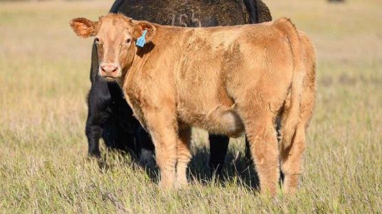 9/22/23 REIMANN RANCH STEER SALE Steerbidder.com | Lautner Farms