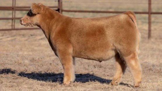 12/28/23 JORDAN HICKS & BRIAN MARTIN SHOW CATTLE Steerbidder.com ...