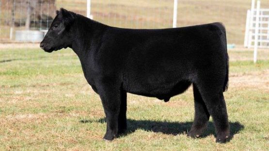 11/7/22 GRAVES CATTLE CO on Steerbidder.com | Lautner Farms