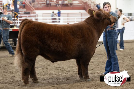 Nebraska State Fair | 4-H Market Beef – Division I Crossbred Steers ...