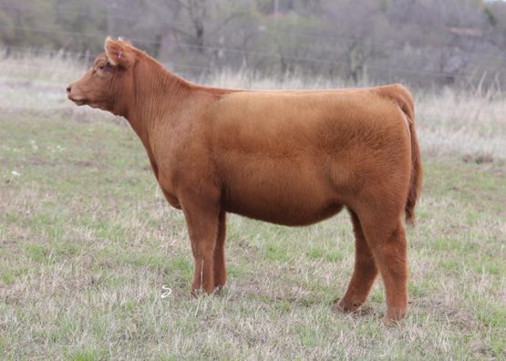 Lautner Farms | Experience the Lautner Farms Value Guarantee today ...