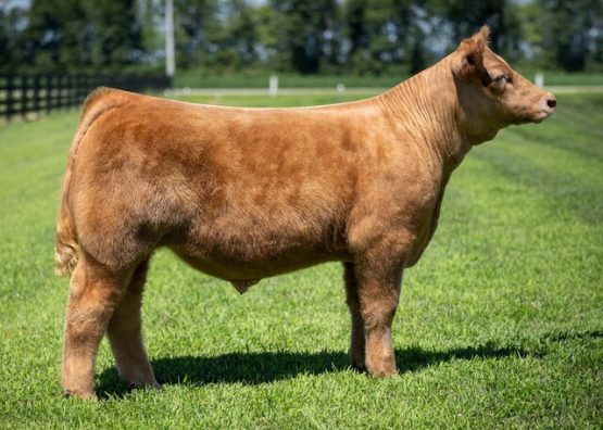 SUNDAY, AUGUST 28, 2022 – HIGHLAND COUNTY CIRCLE SALE OSBORN SHOW ...