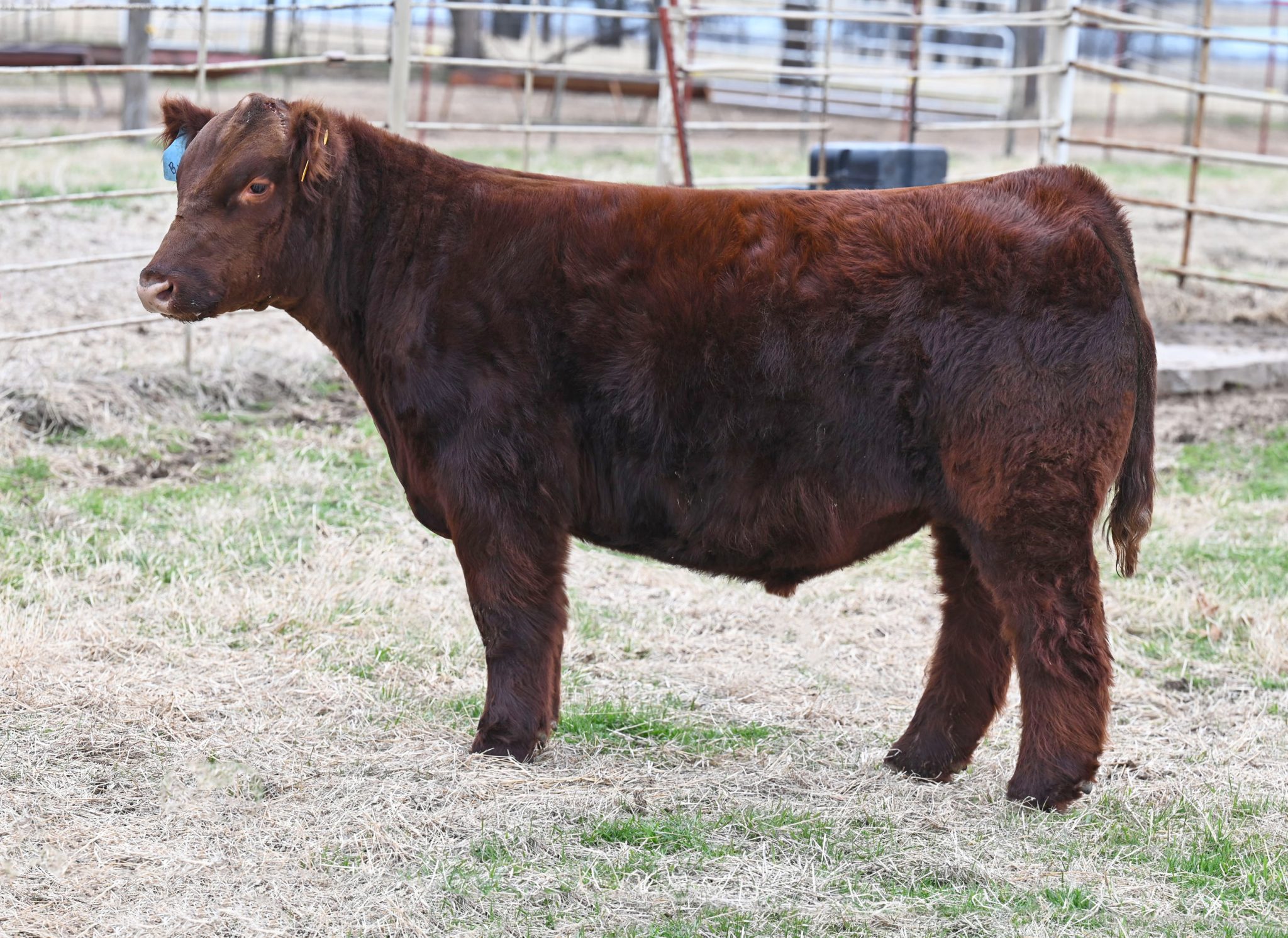 Red on Red | Lautner Farms