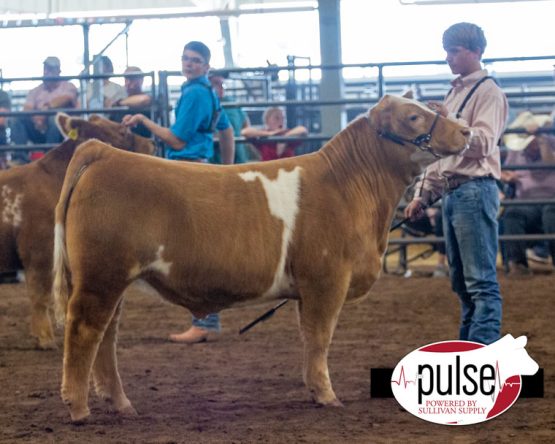 West Texas Fair & Rodeo | Simmental Steers | Lautner Farms