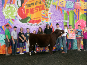 Show Steer Fiesta Battle of the Cattle :: Reserve Shorthorn Steer Sire ...