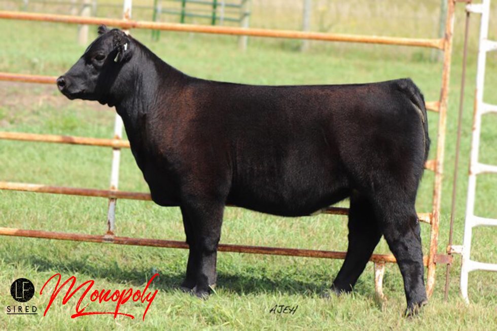 Show Max Cattle Company sells TOMORROW on SC Online Sales! | Lautner Farms