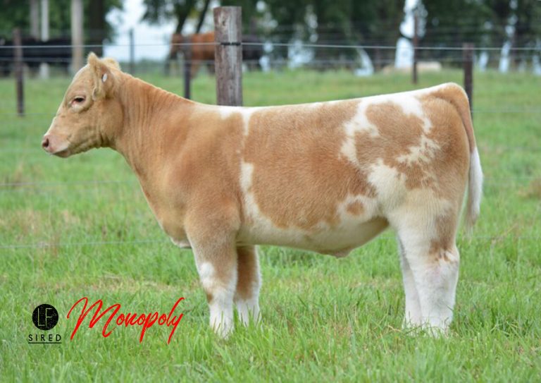 Taylor Cattle sells TONIGHT on SC Online Sales! | Lautner Farms