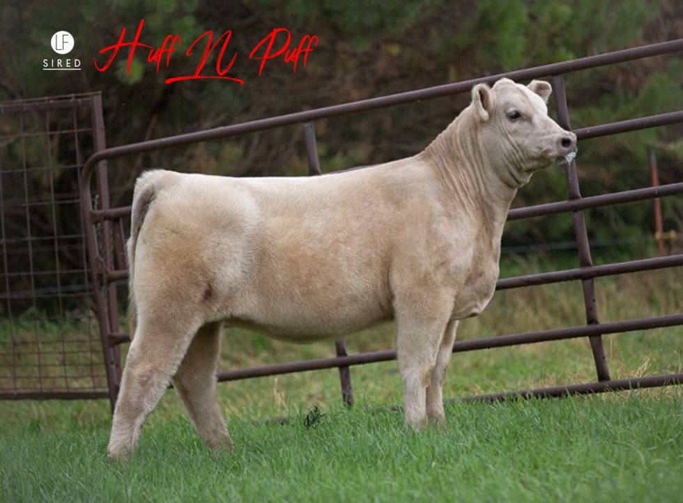 Christie Cattle Company & GMC Show Cattle sell tonight on SC Online ...