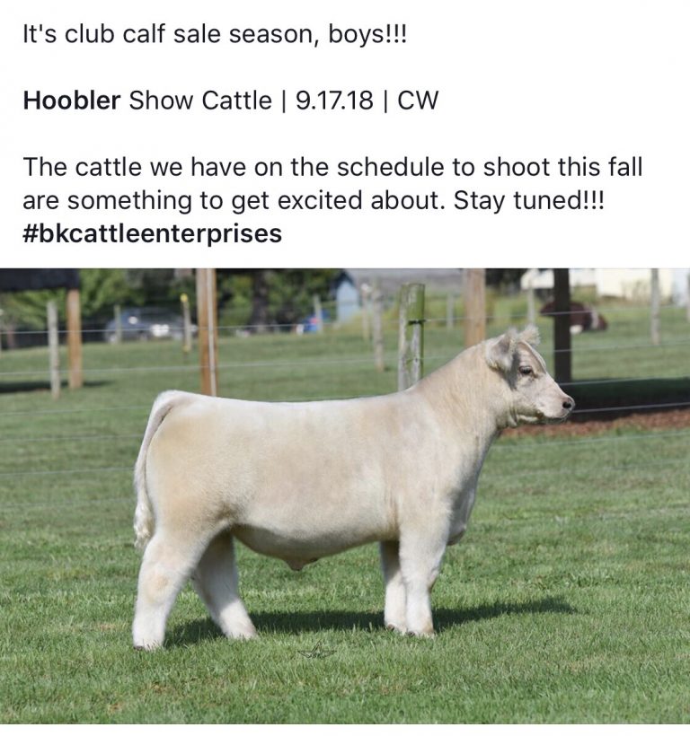 Hoobler Show Cattle Huff N Puff to sell on CW 9.17.18 | Lautner Farms