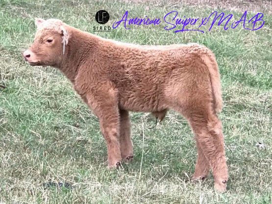 American Sniper x MAB 3 wk old calf from Reeves Show Cattle in McCalla ...