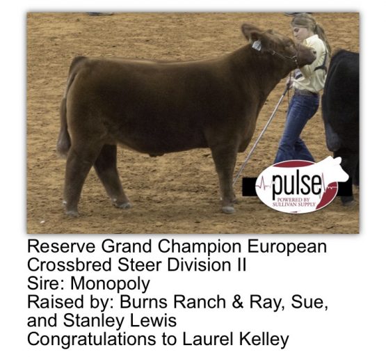 Fort Worth Stock Show Reserve Champion European steer Div. II sired by ...