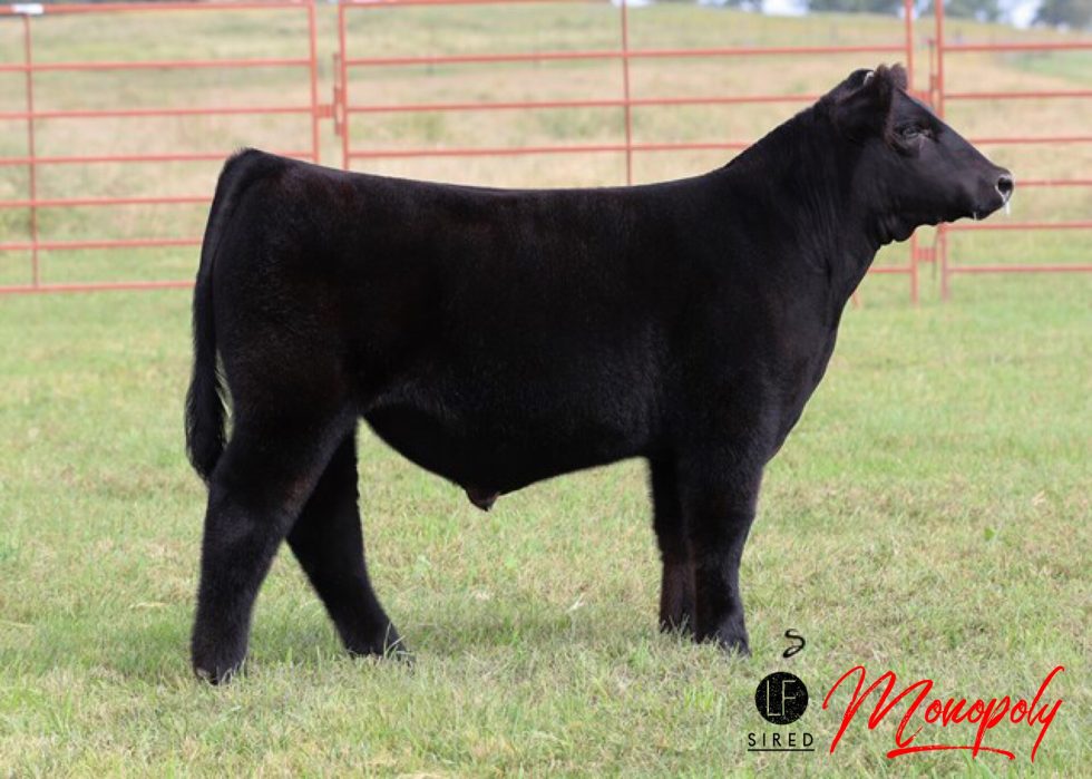 Don’t miss OHL Cattle selling ⭐️TODAY⭐️ on SC Online Sales! | Lautner Farms