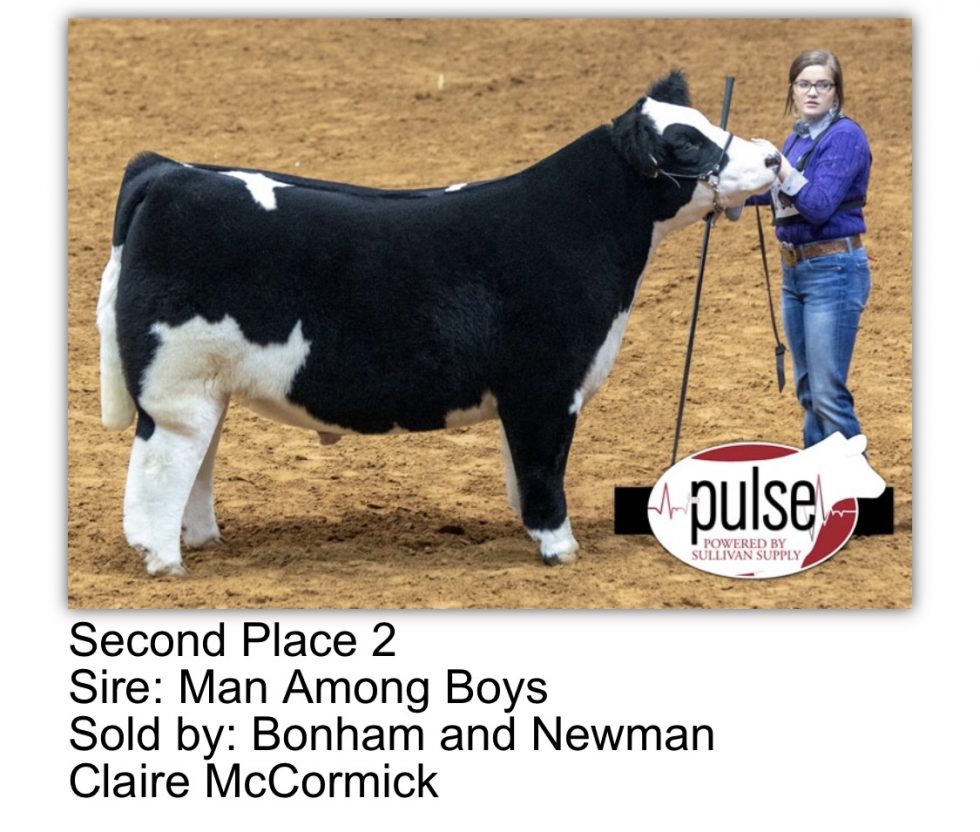 FWSS Market Steers Heavy Weight European Class 2 | Lautner Farms