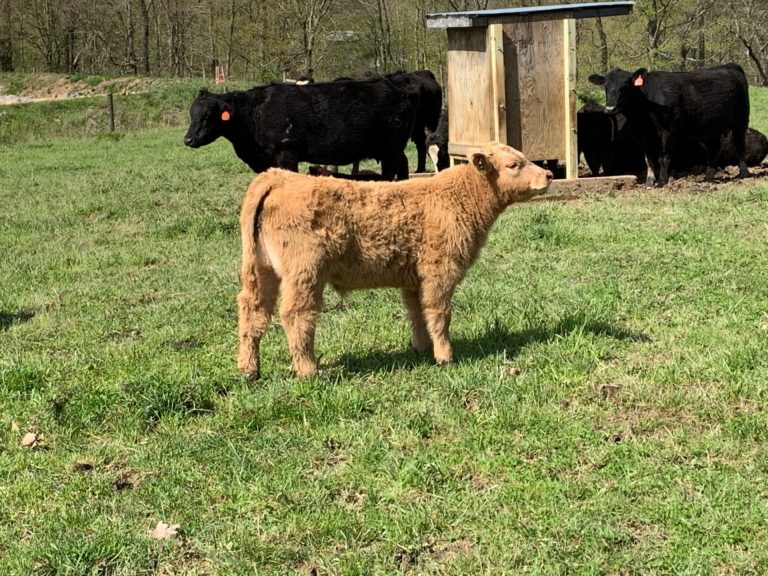 From Rich Siburt Huff n Puff x Maximus/Heatseeker bull | Lautner Farms