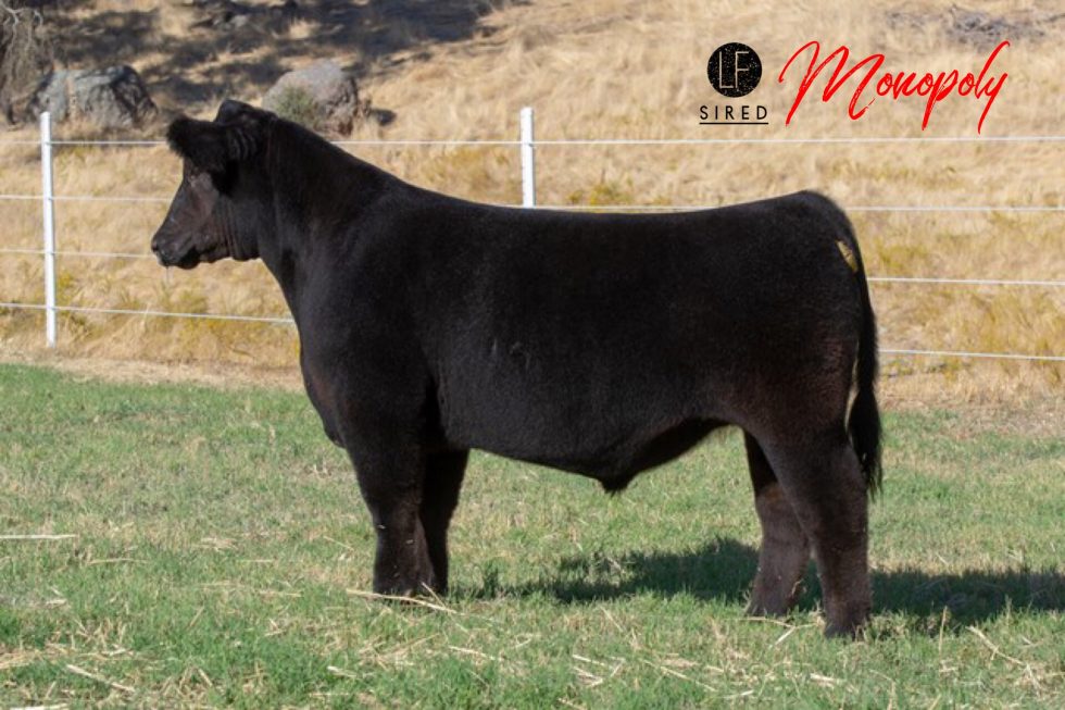 Simon Cattle & Newton Cattle selling ️TODAY⬅️ on SC Online Sales ...