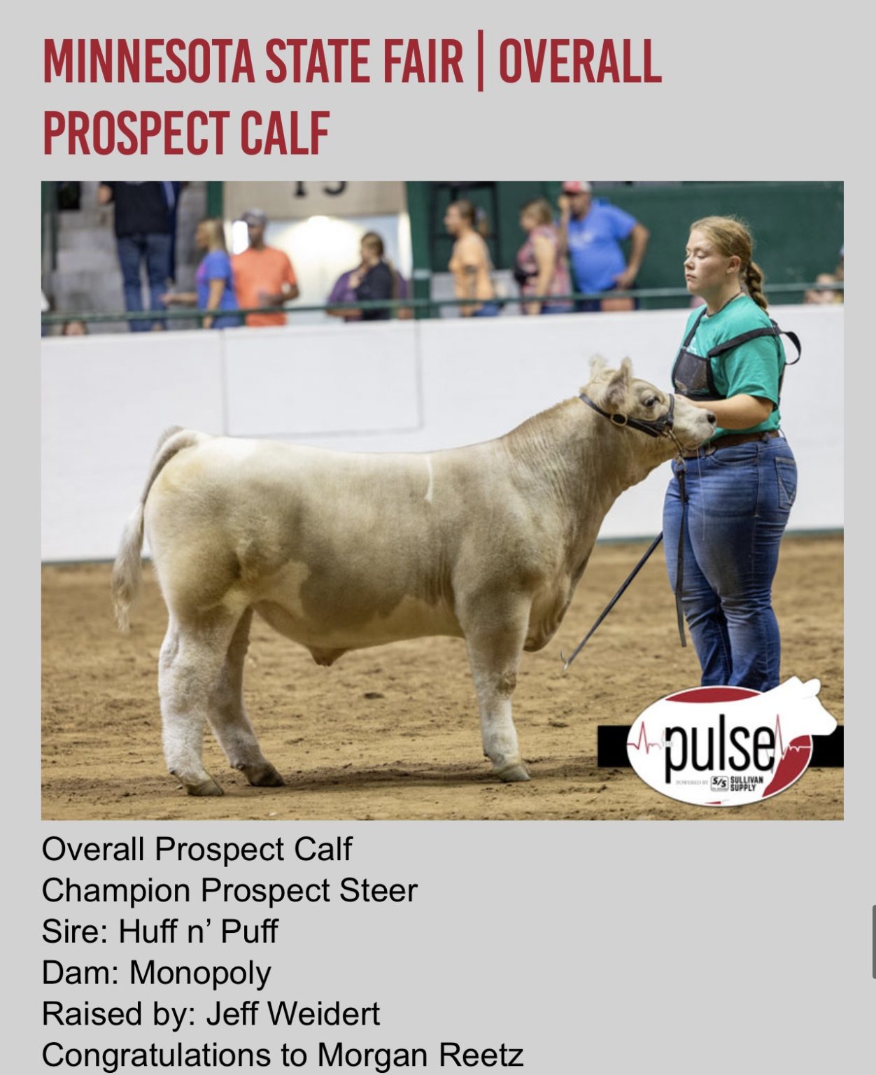 Minnesota State Fair prospect sired by Huff N Puff | Lautner Farms