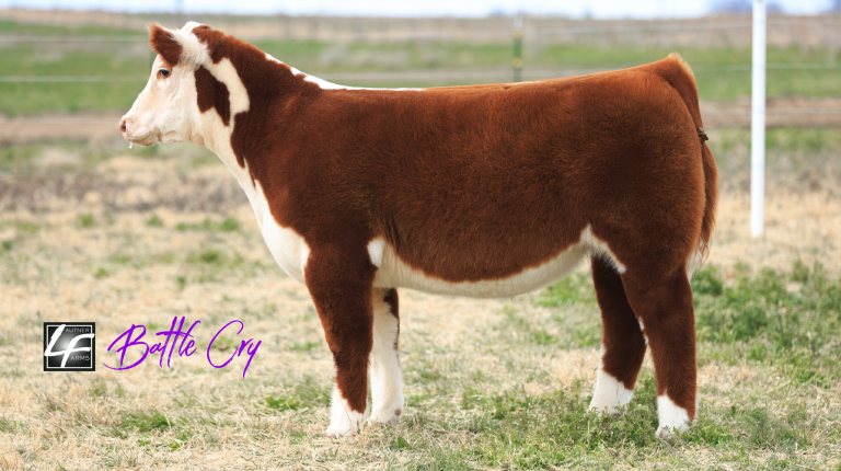 Lock & Load live auction at G&G Show Cattle in Abernathy, TX 3/1 ...