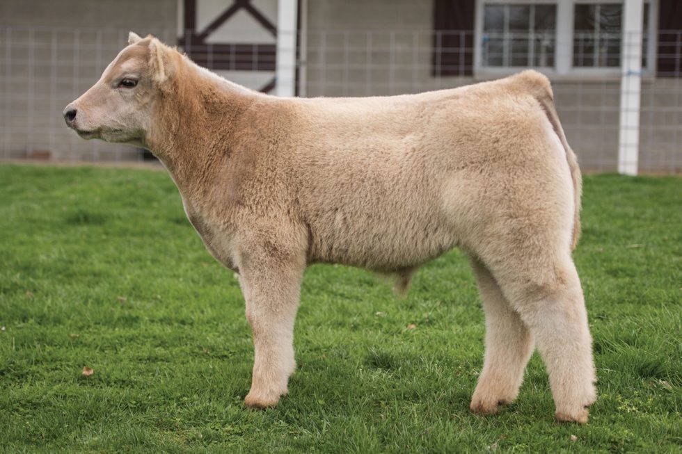 Trust in Me bull calf sells April 28th on Breeders World | Parry Show ...