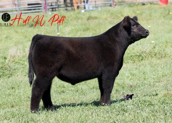 Check out Dostal Show Cattle & Gall Show Cattle ⭐️TODAY⭐️ on SC Online ...
