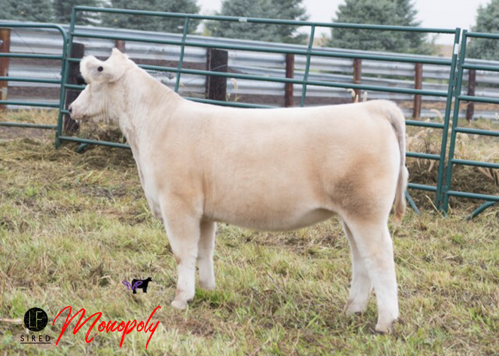 Check out Vech & Divis Cattle Co. ️TODAY⬅️ on SC Online Sales ...