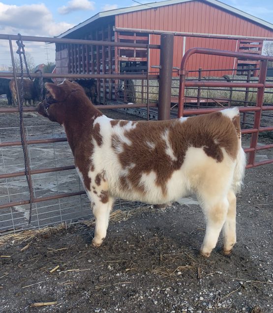 From Tyler RussmanItty Bitty heifer out of a first calf MAB/Lucy heifer ...